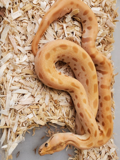 Caramel Green Het Granite Burmese Python by Ben Rogers Reptiles