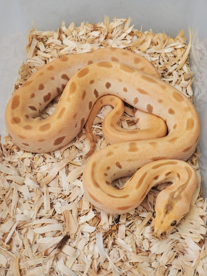 Caramel Green Het Granite Burmese Python by Ben Rogers Reptiles