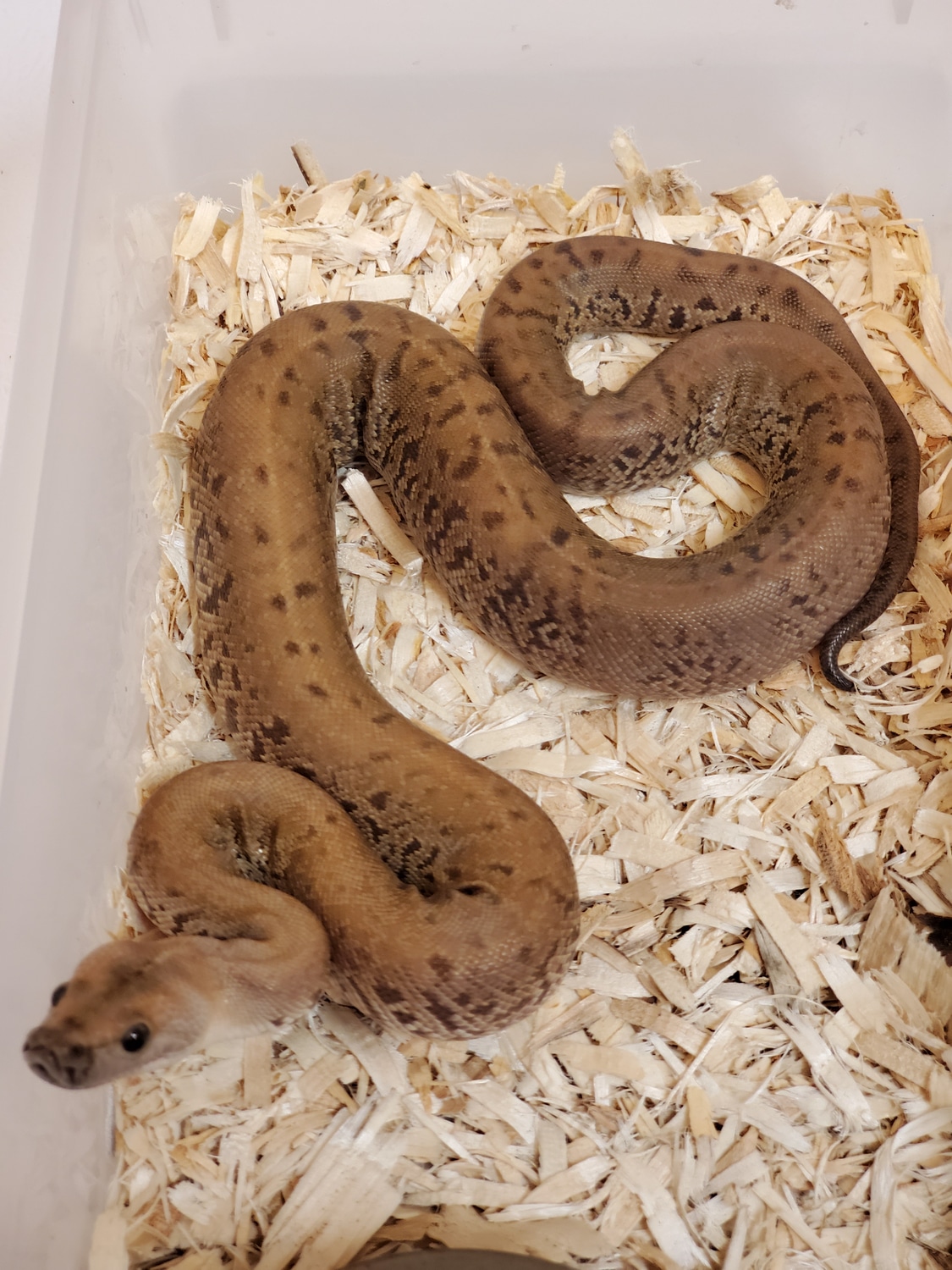 Green Granite Het Caramel Burmese Python by Ben Rogers Reptiles ...