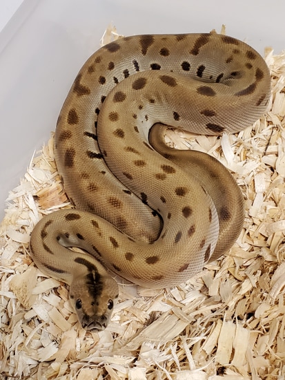 Green Het Caramel Granite 2 Burmese Python by Ben Rogers Reptiles