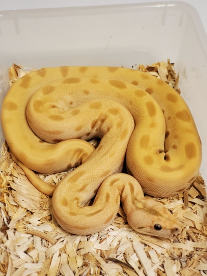 Caramel Green Het Granite Burmese Python by Ben Rogers Reptiles