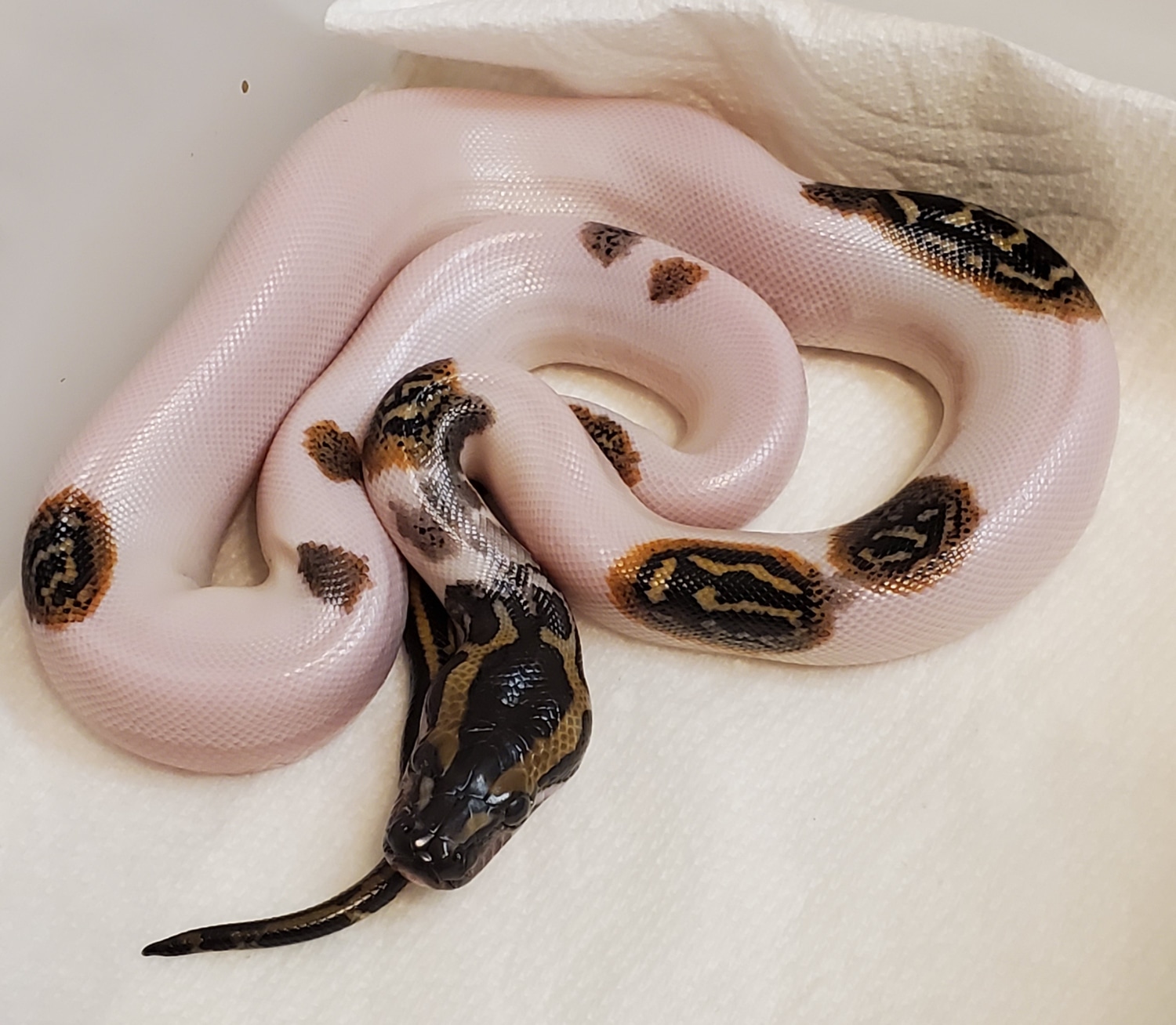 Pied 66% Het Albino Burmese Python by Ben Rogers Reptiles - MorphMarket