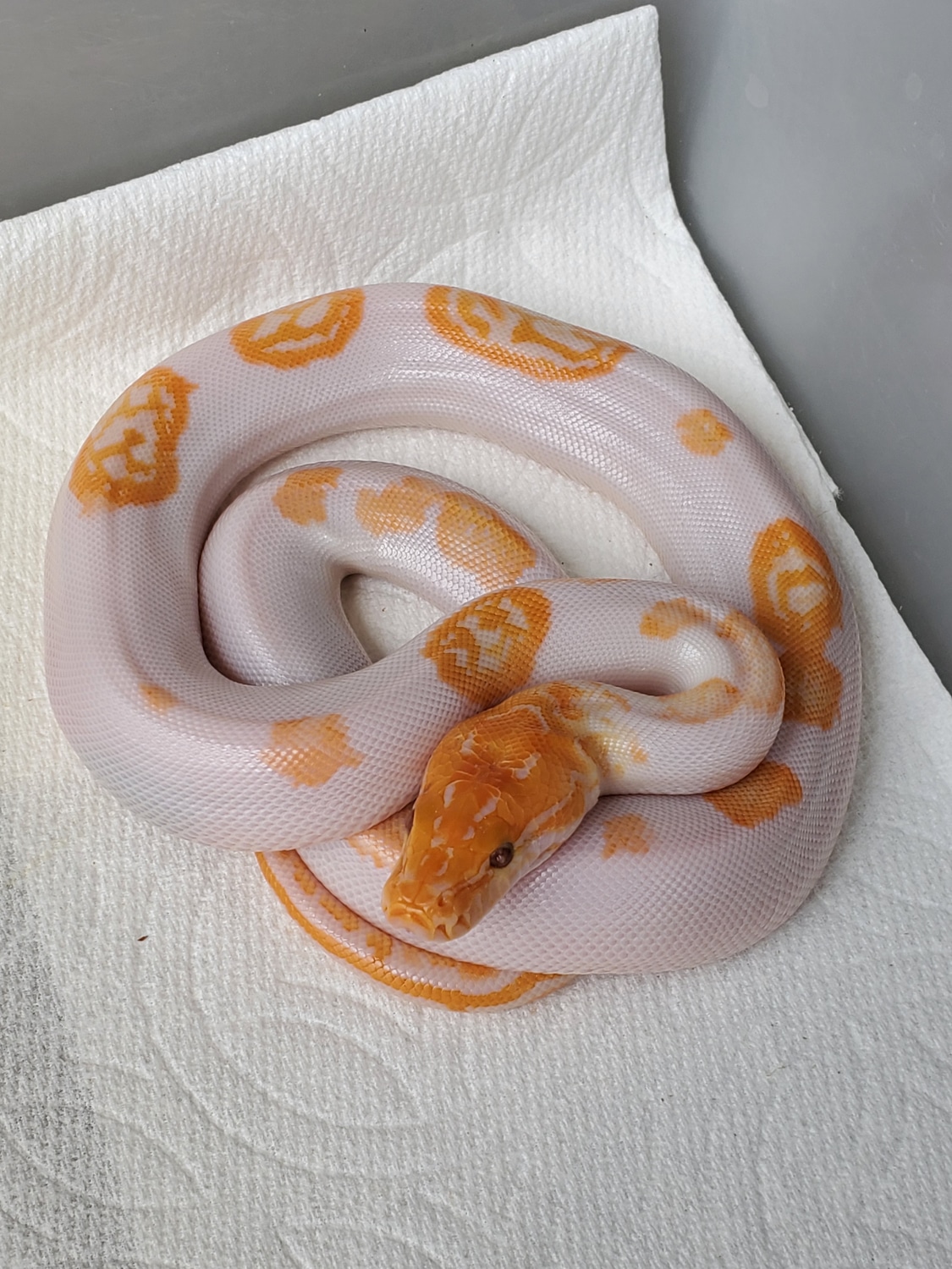 Albino Pied Burmese Python by Ben Rogers Reptiles - MorphMarket