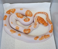 Albino Pied Burmese Python by Ben Rogers Reptiles - MorphMarket USA