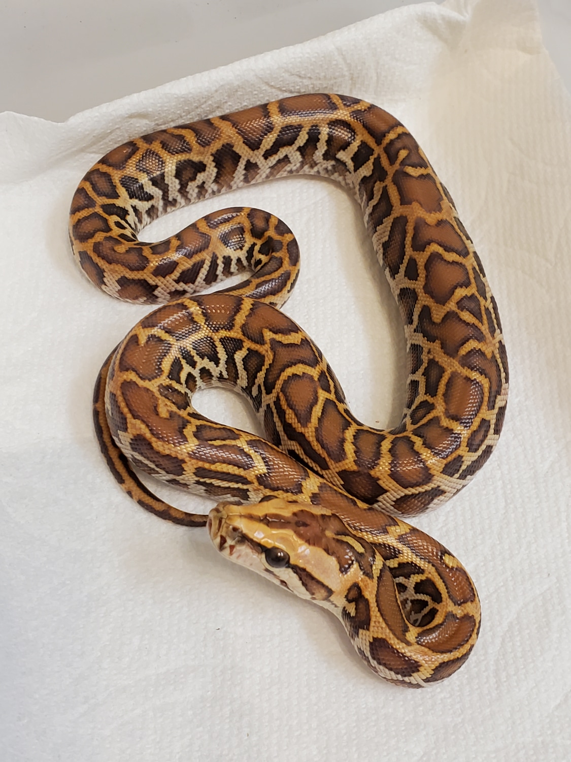 Caramel Het Granite 66% Het Albino 50% Het Green Burmese Python by Ben ...