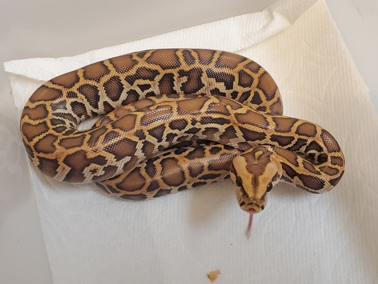 Caramel Het Granite 66% Het Albino 50% Het Green Burmese Python by Ben ...