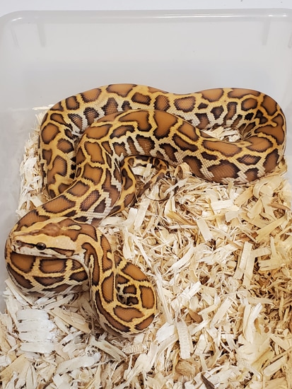 Caramel Het Granite 50% Het Green, 66% Het Albino Burmese Python by Ben ...