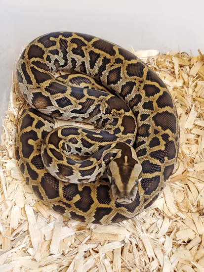Normal Het Pied Caramel Granite 66% Het Albino Possible Het Green ...