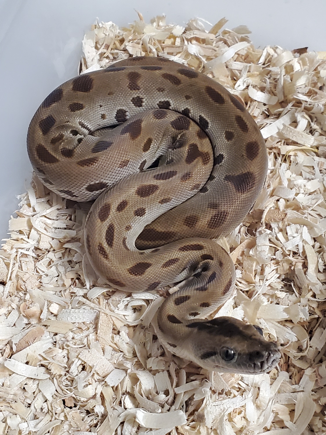Green Het Granite 66% Het GC Caramel Albino Possible Het Ultramel ...