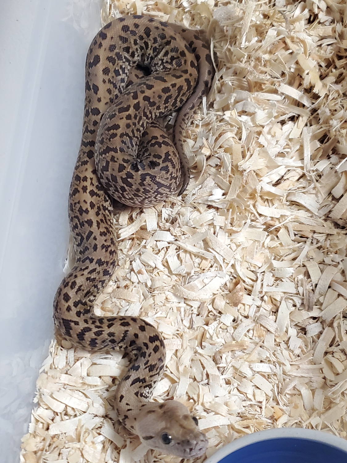 Granite Het Green 66% Het GC Caramel Albino Possible Het Ultramel ...