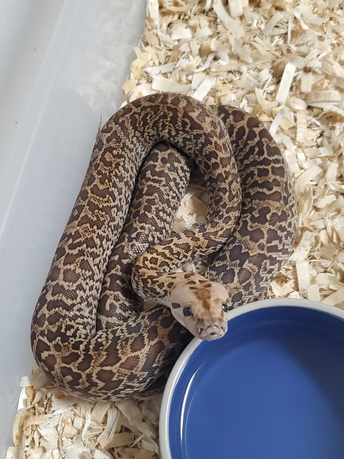 Granite Het Green 66% Het GC Caramel Albino Possible Het Ultramel ...