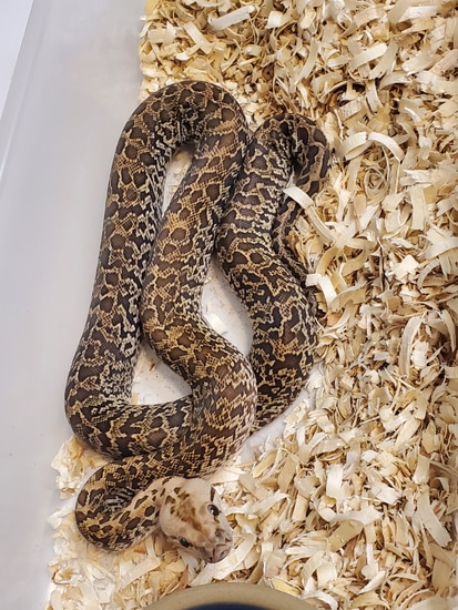 Granite Het Green 66% Het GC Caramel Albino Possible Het Ultramel ...
