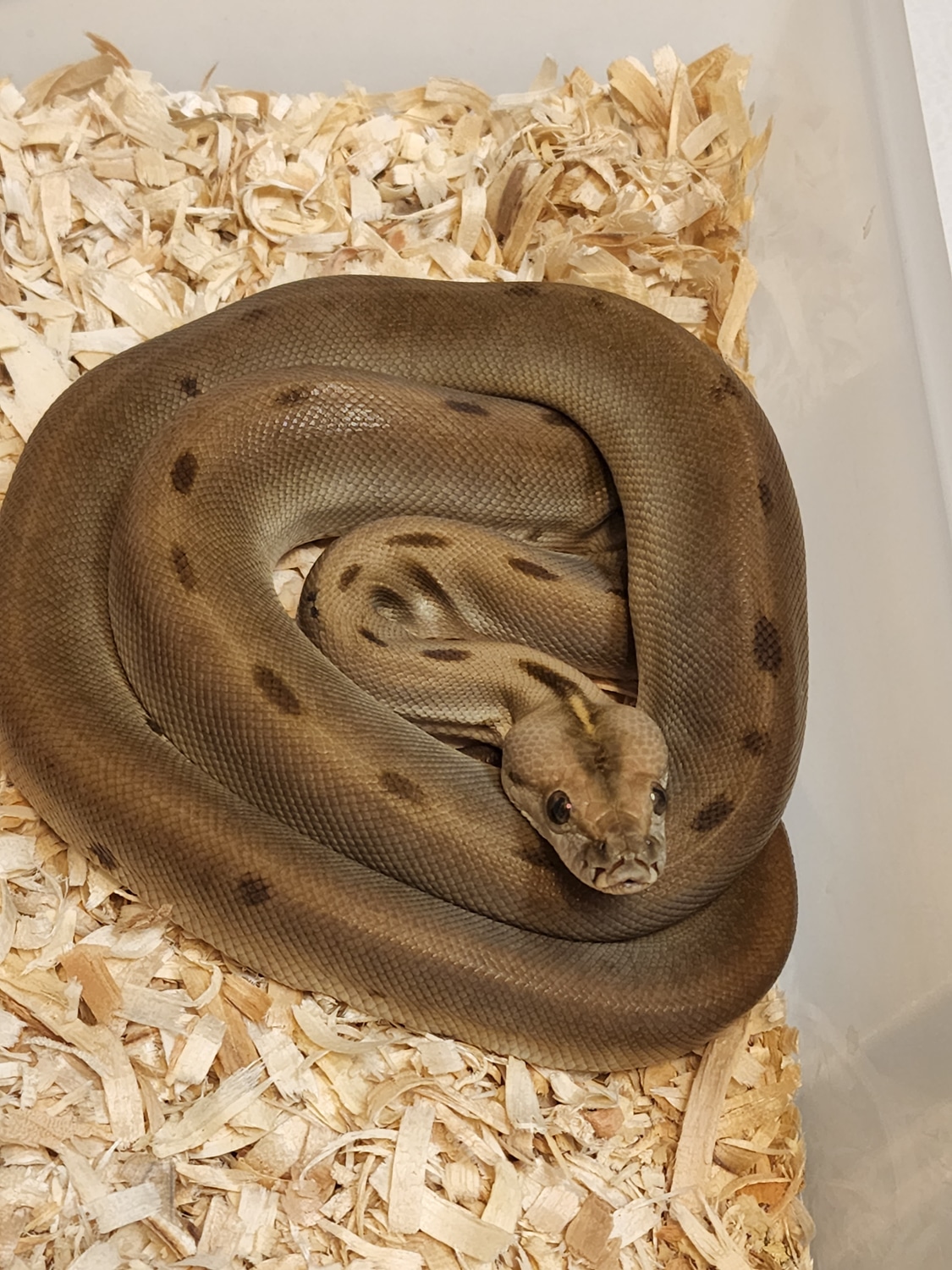 Green Het Granite 66% Het Caramel Albino Possible Het Ultramel Burmese ...