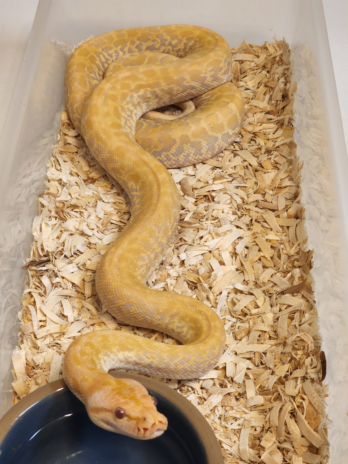 Caramel Granite 50% Het Green 66% Het Albino Burmese Python by Ben ...