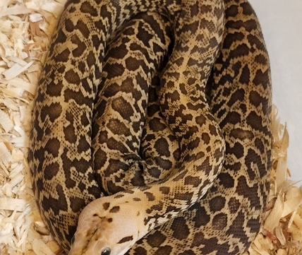 Caramel Green Granite Burmese Python by Ben Rogers Reptiles - MorphMarket