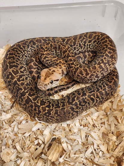 Granite Het Green 66% Het Caramel Possible Het Ultramel Burmese Python ...