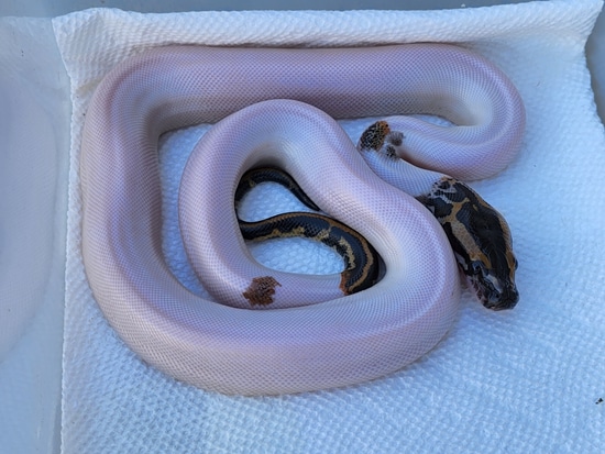 Pied 66% Het Albino Burmese Python by Ben Rogers Reptiles