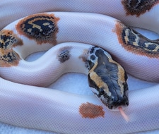 Pied 66% Het Albino Burmese Python by Ben Rogers Reptiles - MorphMarket