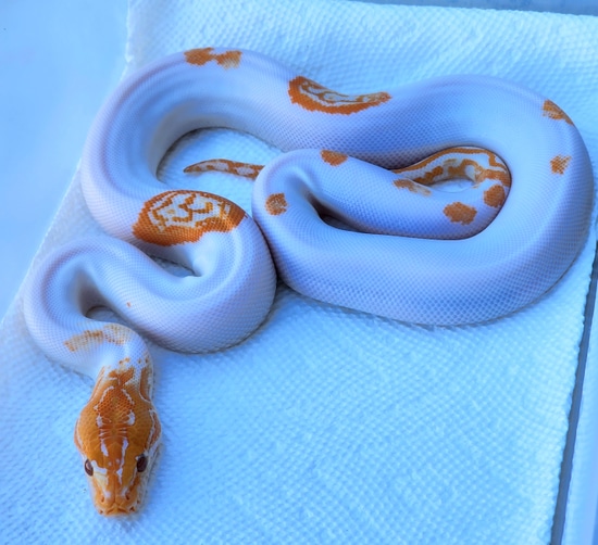 Albino Pied Burmese Python by Ben Rogers Reptiles
