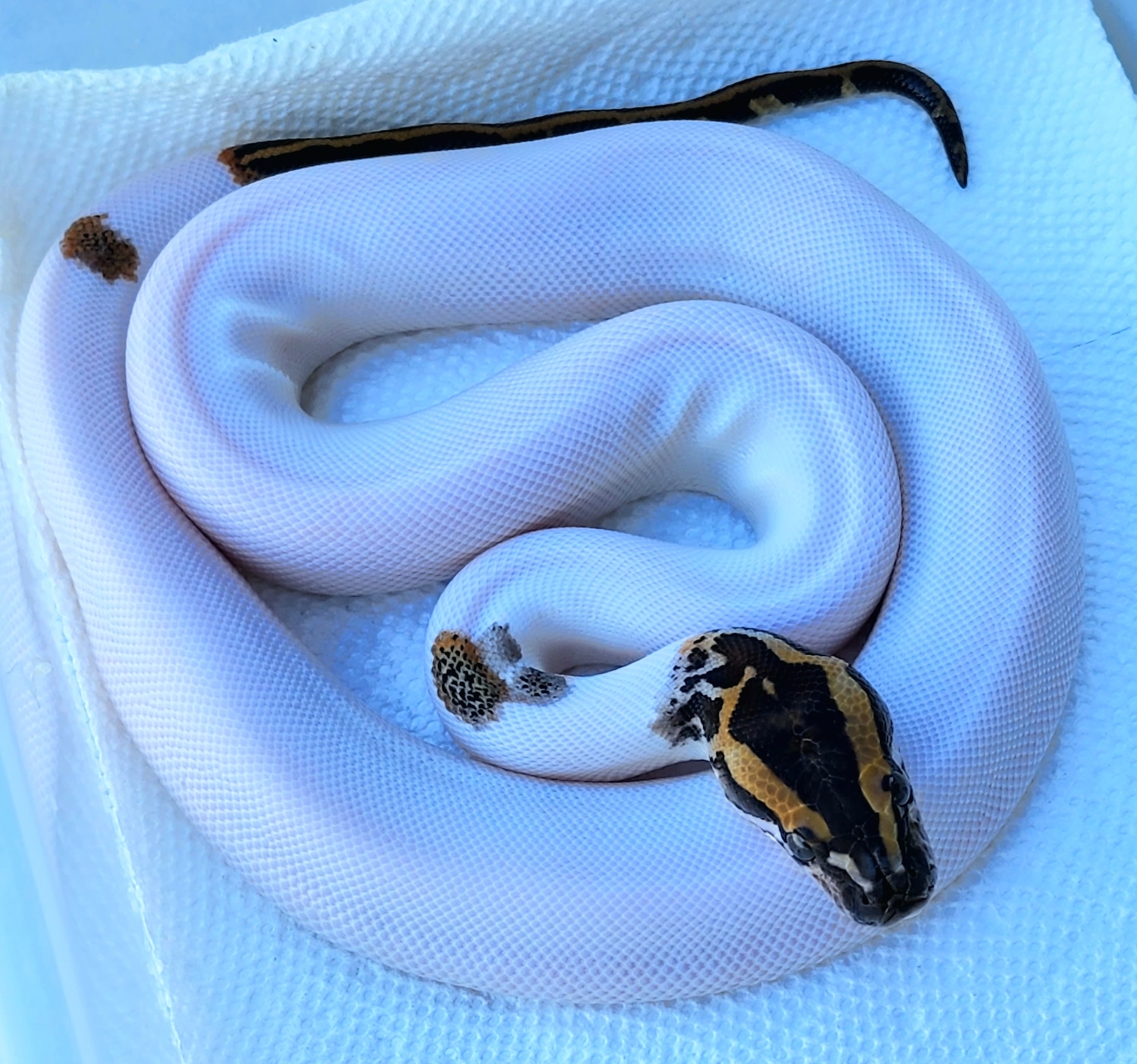 Pied 66% Het Albino Burmese Python by Ben Rogers Reptiles - MorphMarket