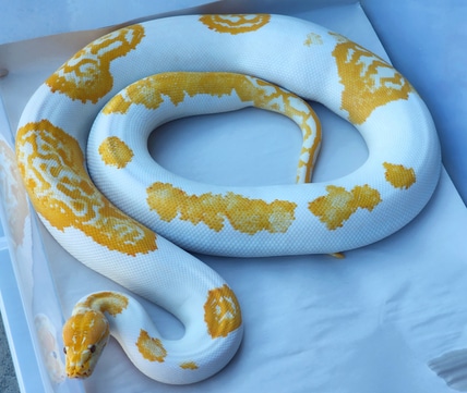 Pied 66% Het Albino Burmese Python by Ben Rogers Reptiles - MorphMarket