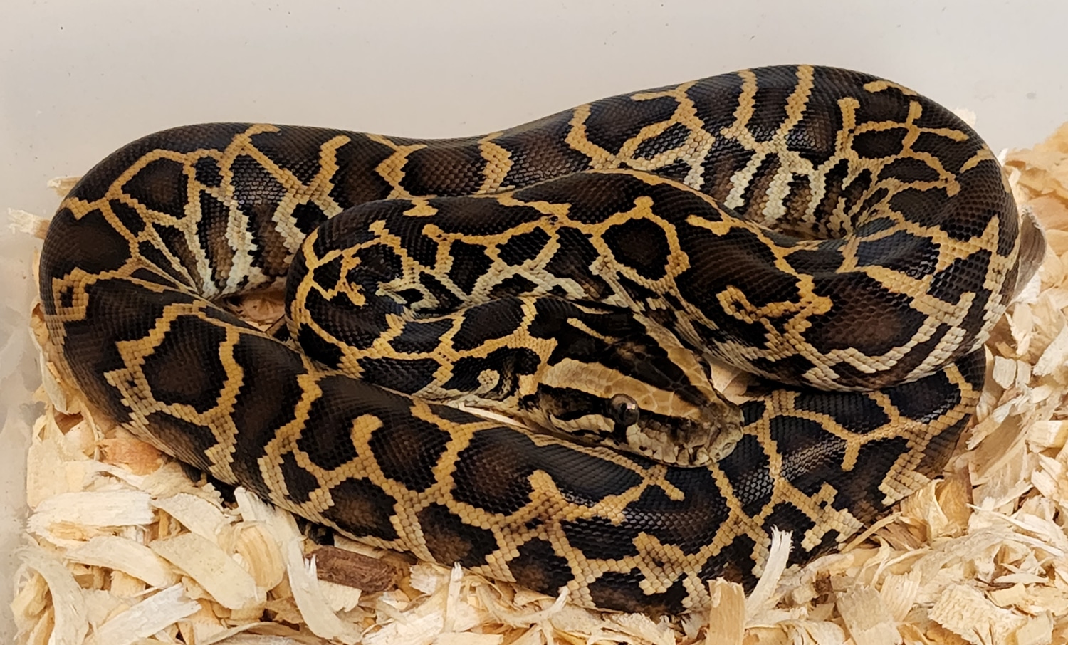 Het Gulf Coast Caramel Labyrinth Granite Burmese Python by Ben Rogers ...