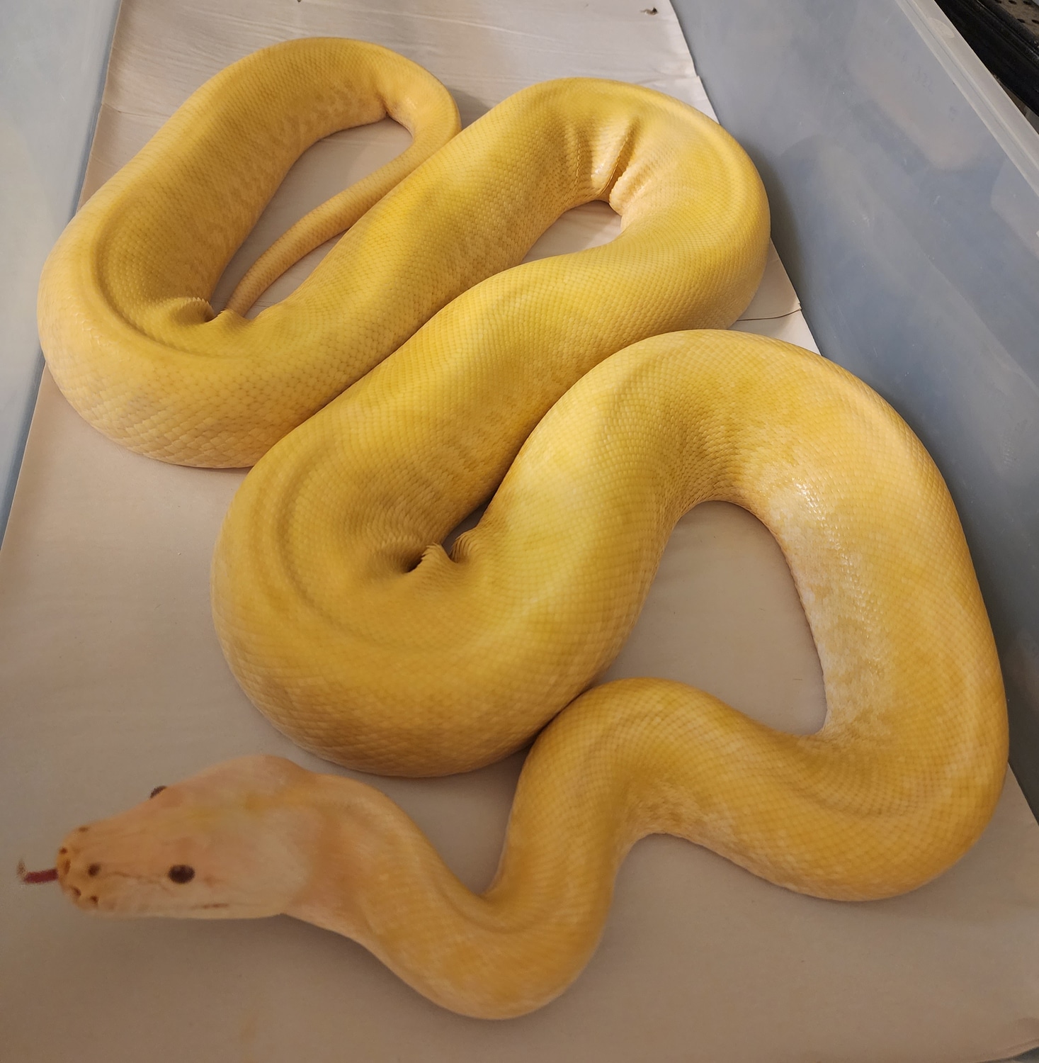 Caramel Green Granite Burmese Python by Ben Rogers Reptiles - MorphMarket