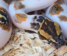 Pied 66% Het Albino Burmese Python by Ben Rogers Reptiles - MorphMarket