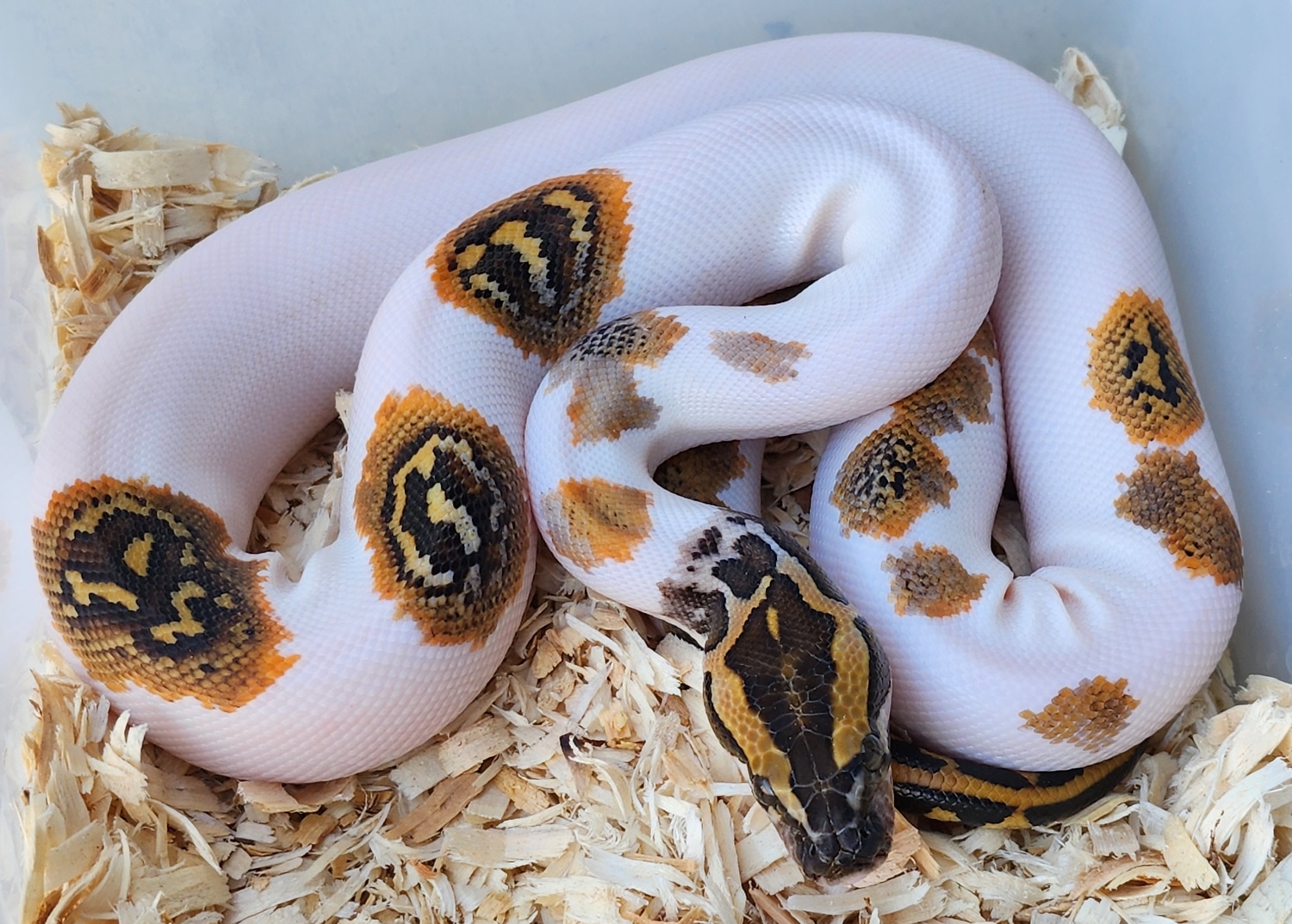 Pied 66% Het Albino Burmese Python by Ben Rogers Reptiles - MorphMarket