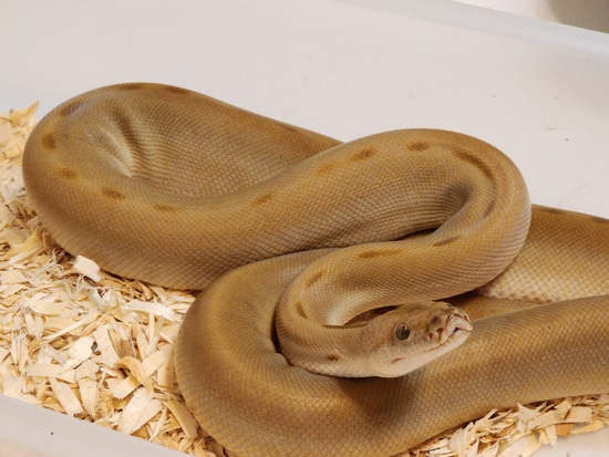 Green Het Granite 66% Het Caramel Albino Possible Het Ultramel Burmese ...