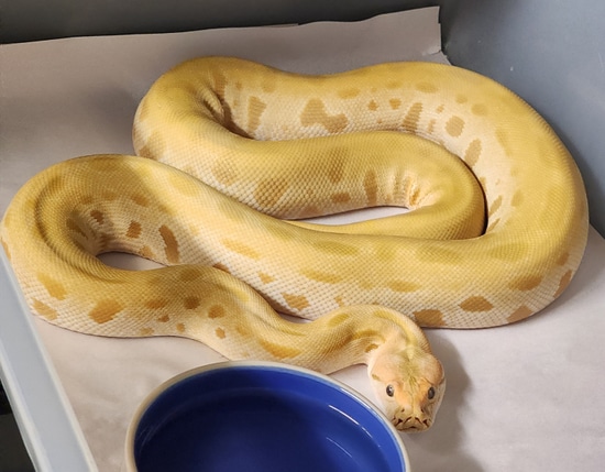 Caramel Green Het Granite Burmese Python by Ben Rogers Reptiles