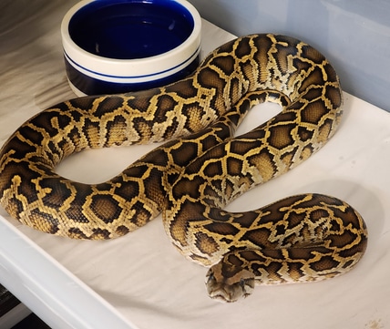 Caramel Granite 50% Het Green 66% Het Albino Burmese Python by Ben ...