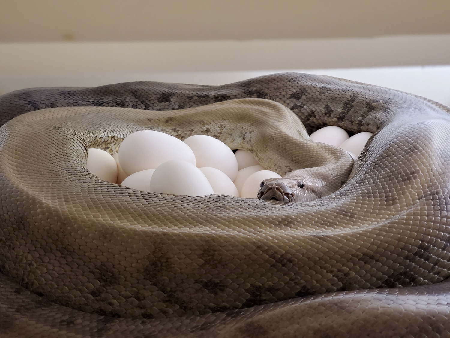 Green Granite Het Gulf Coast Caramel Albino Burmese Python by Ben ...