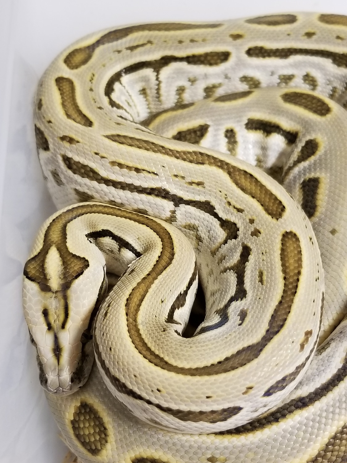 Ben Rogers Reptiles's Collection - MorphMarket