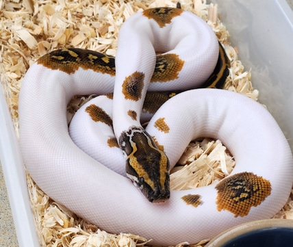 Albino Pied Burmese Python by Ben Rogers Reptiles - MorphMarket