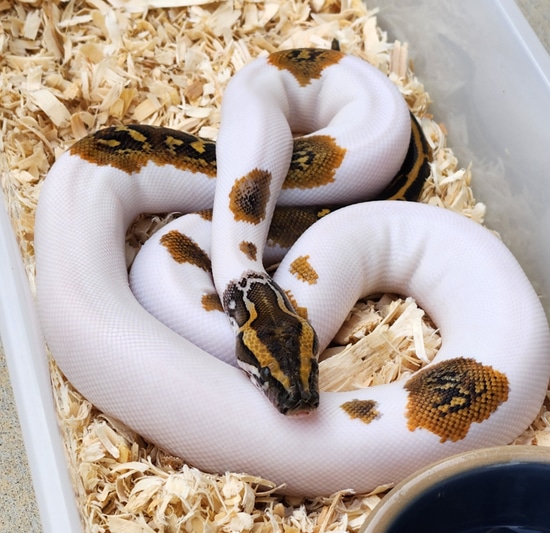 Pied 66% Het Albino***SALE*** Burmese Python by Ben Rogers Reptiles