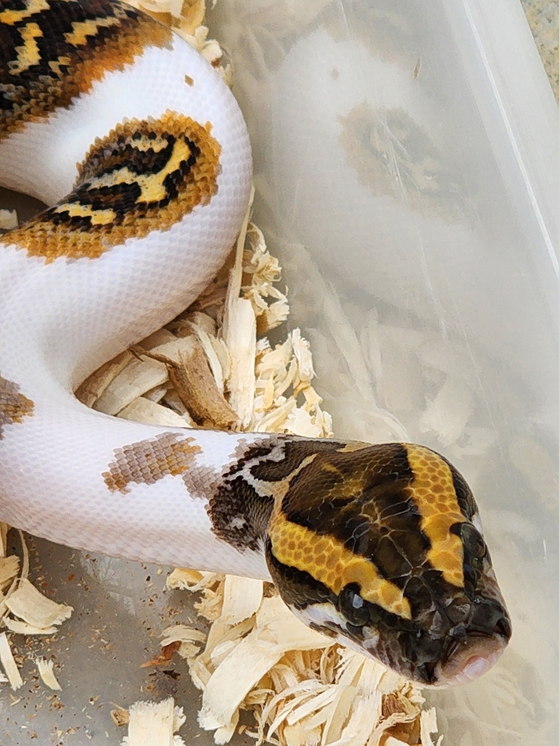 Pied 66% Het Albino***Sale*** Burmese Python by Ben Rogers Reptiles ...