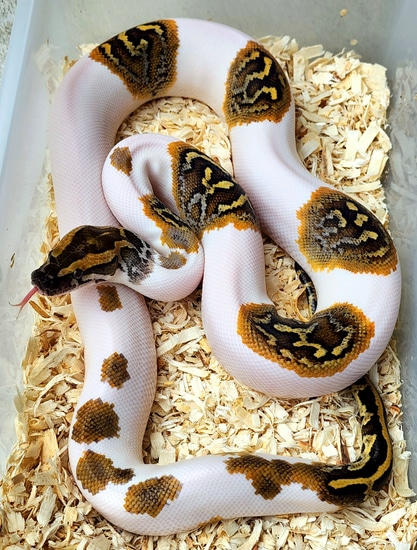 Pied 66% Het Albino***Sale*** Burmese Python by Ben Rogers Reptiles