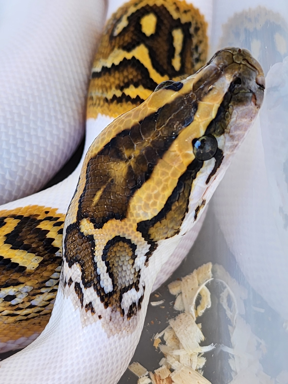 Pied 66% Het Albino***Sale*** Burmese Python by Ben Rogers Reptiles ...