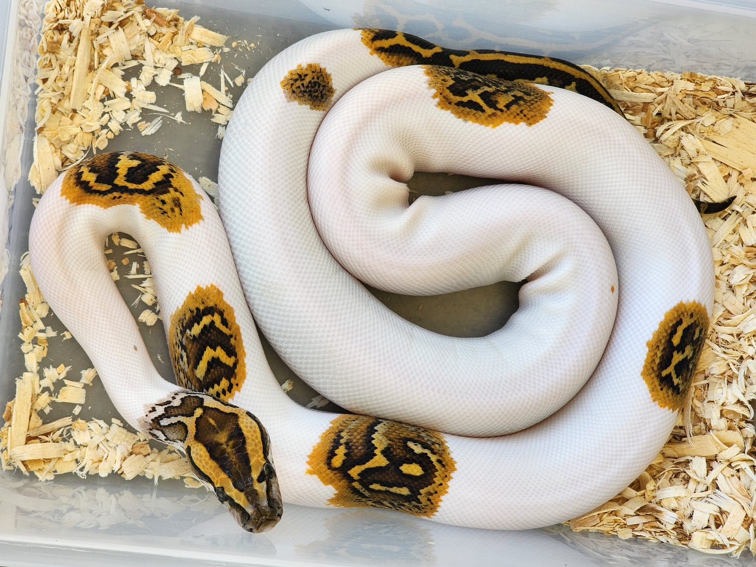 Pied 66% Het Albino***Sale*** Burmese Python by Ben Rogers Reptiles ...