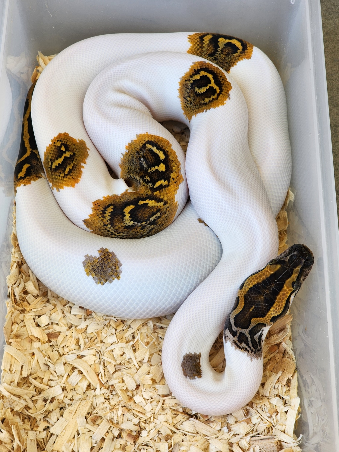 Pied 66% Het Albino***SALE*** Burmese Python by Ben Rogers Reptiles ...