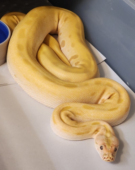 Caramel Green Het Granite Burmese Python by Ben Rogers Reptiles