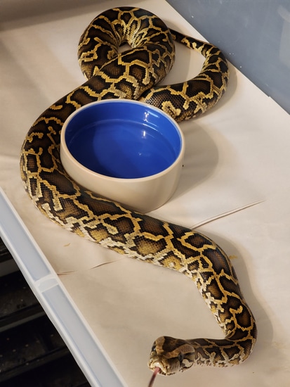 Normal Het Pied Caramel Granite 66% Het Albino, 50% Het Green Burmese ...