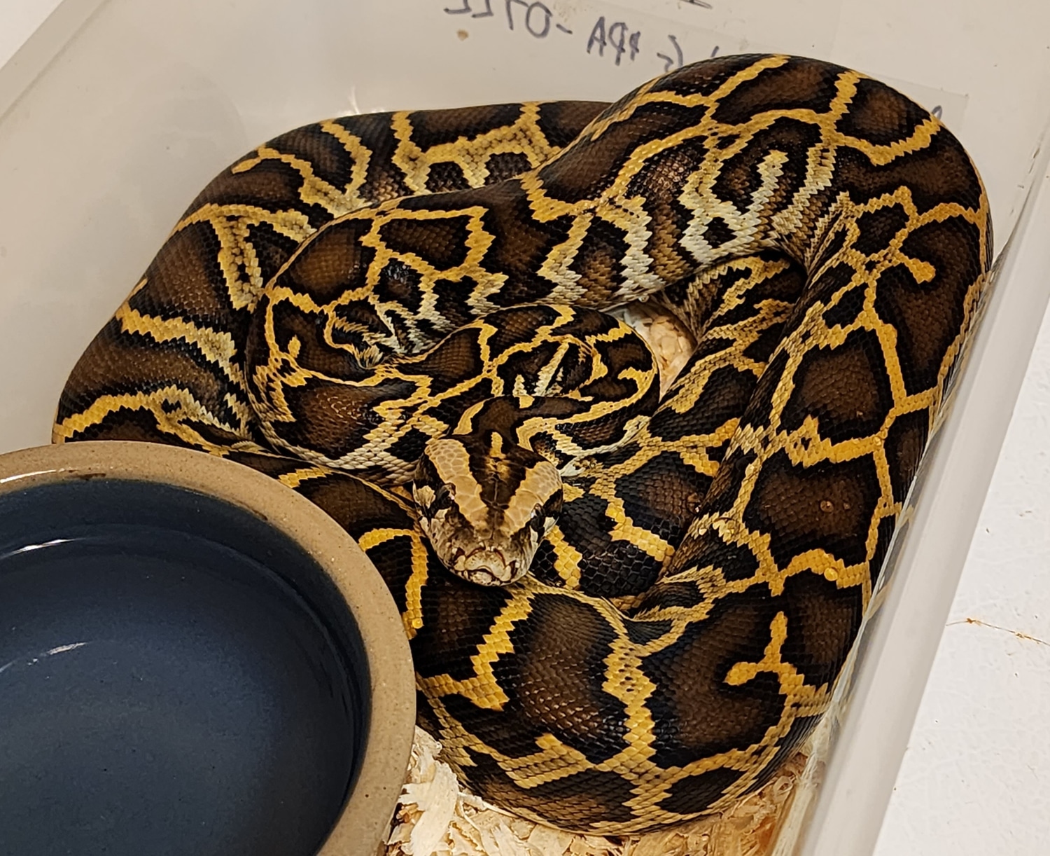 Het Gulf Coast Caramel Labyrinth Granite **REDUCED** Burmese Python by ...