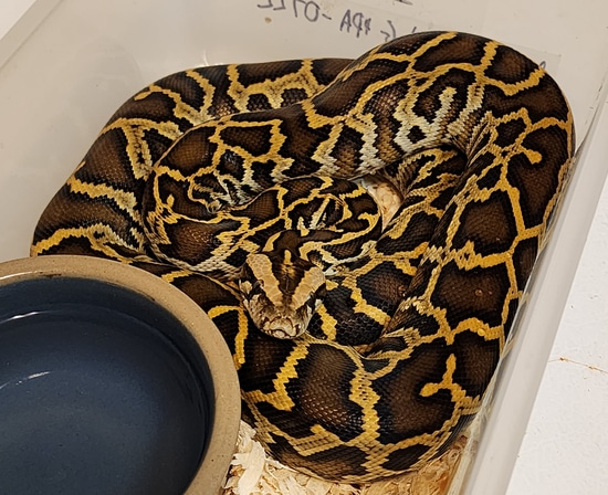 Het Gulf Coast Caramel Labyrinth Granite **REDUCED** Burmese Python by ...