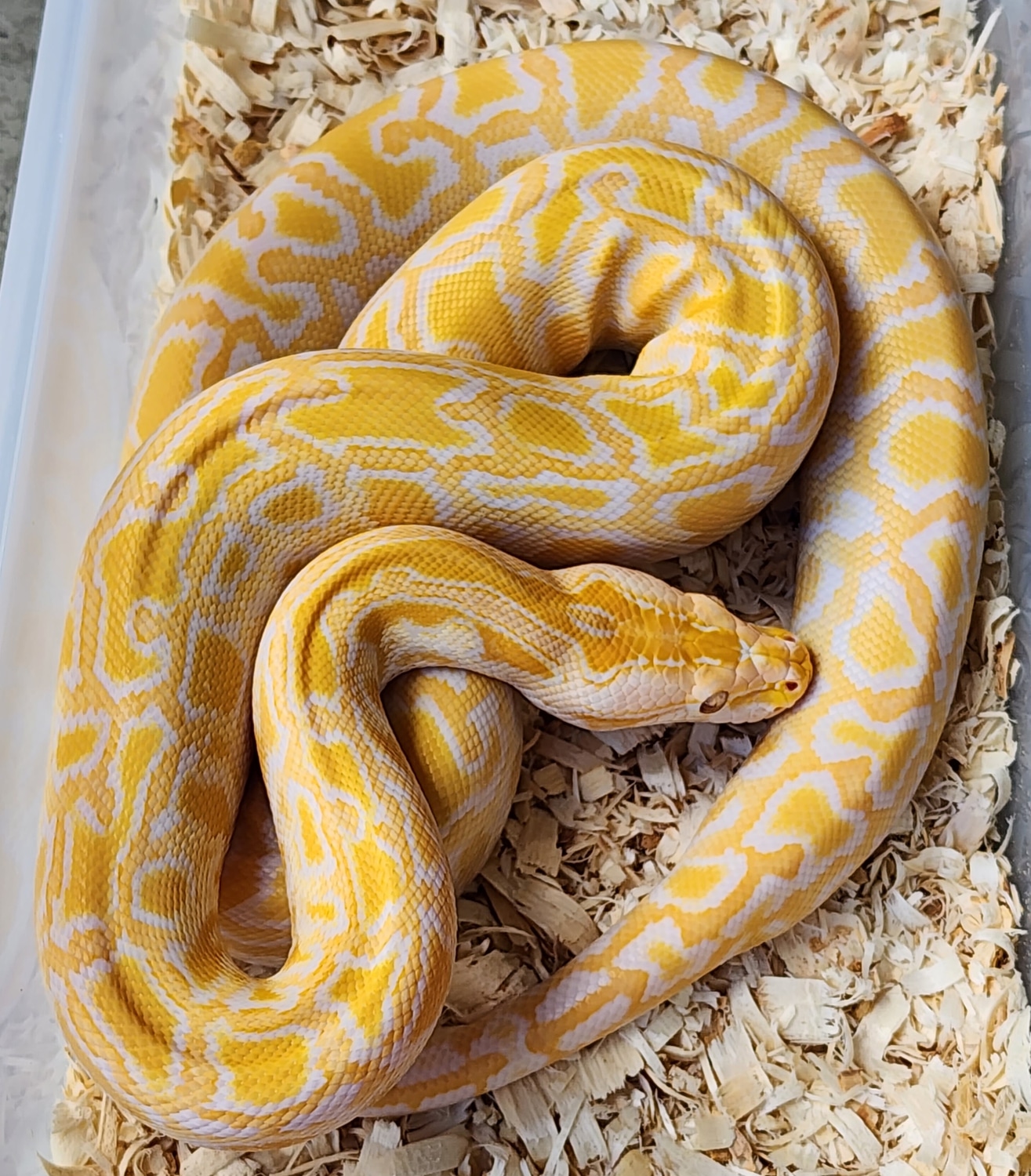 Albino Het Pied Caramel Granite Possible Het Green **REDUCED** Burmese ...