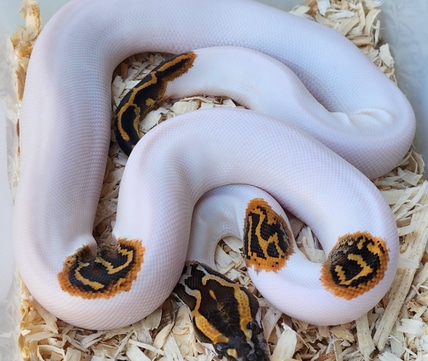 2023 Granite Pied Het Albino 66% Het Caramel 50% Het Green Burmese ...