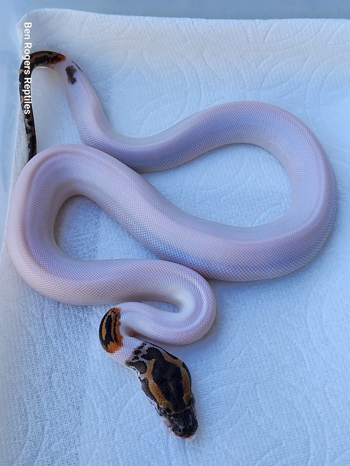 High White Pied 66% Het Albino Burmese Python by Ben Rogers Reptiles ...