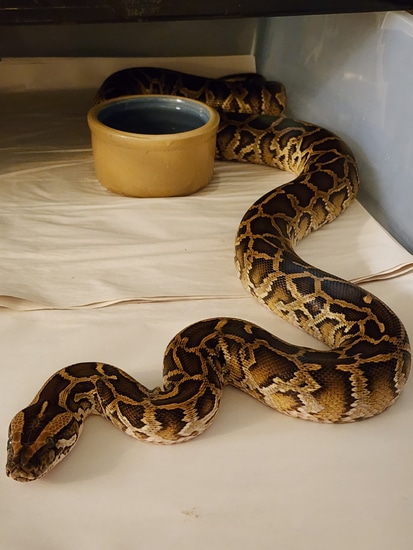 Normal Het Pied Gulf Coast Caramel Granite 50% Het Green Burmese Python ...