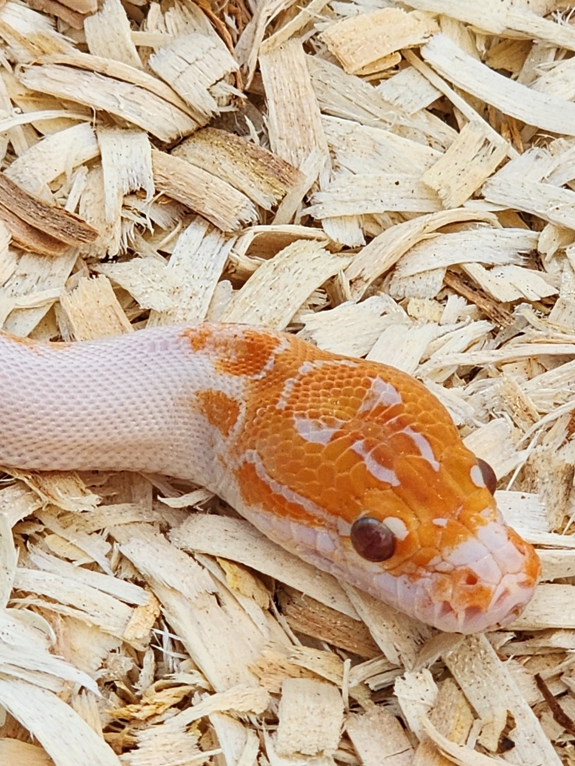 2023 High White Albino Pied Burmese Python by Ben Rogers Reptiles ...